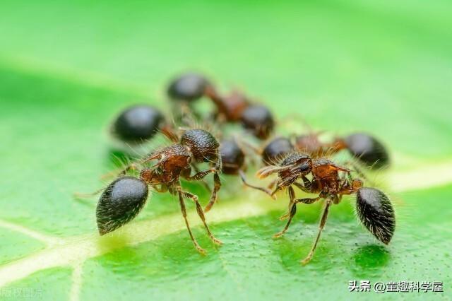 Cold knowledge: Ants can "drive"? - iNEWS