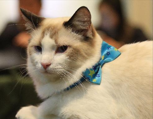 Research on the formulation and production process of a pet ...