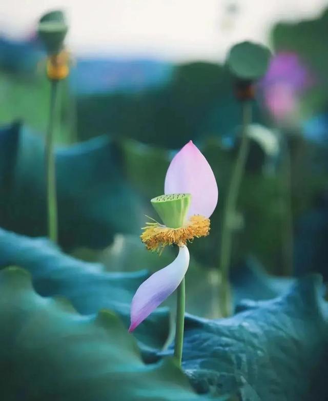 "There are three kinds of unfilial piety, and no descendant is the ...