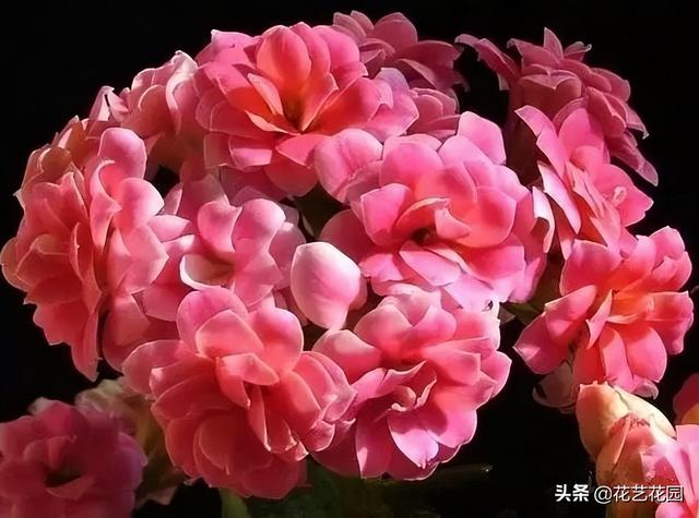 30 blooming longevity flowers, wishing your family a healthy and long ...