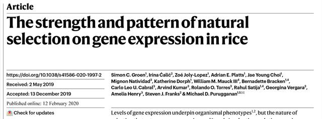 Natural selection strength and patterns of gene expression in rice - iNEWS