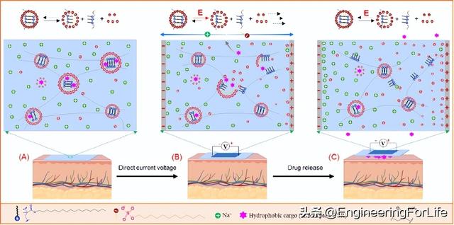 "ACS AMI": Electroresponsive wearable hydrogels for controlled release ...