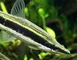 The sixth phase of native fish: long wheat ear fish - iNEWS