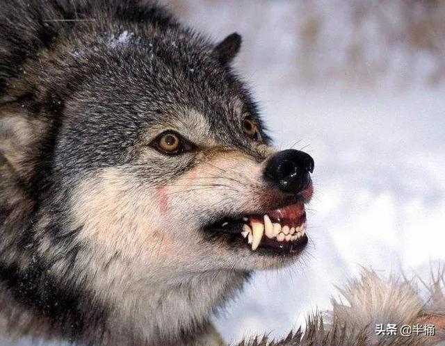 How scary are wolves?Can an adult man defeat a wolf with his bare hands ...