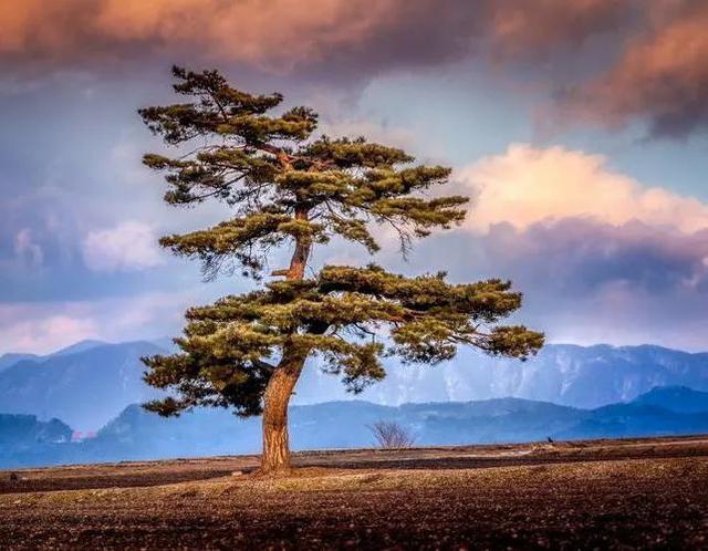 The locust tree is the first of the five trees. What kind of trees do ...