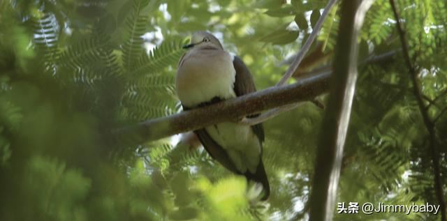 The legend of the world's national bird: Grenada (GRENADA) Weishi's ...