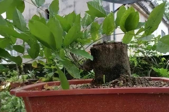 The fastest way to root piles - iNEWS