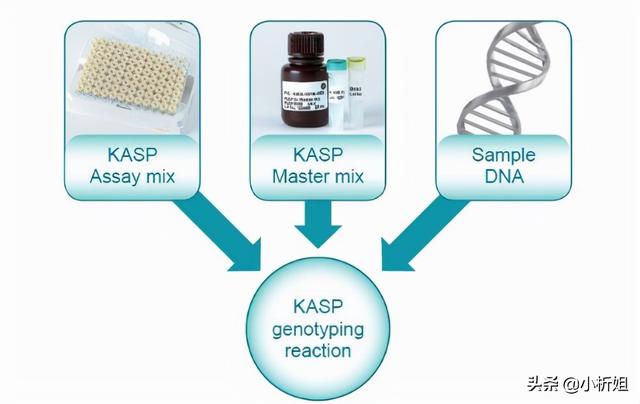 Three minutes to understand the KASP genotyping technology experiment ...