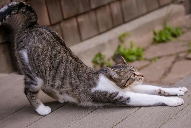 Cats frequently "stretch their waists", not only to stretch their ...