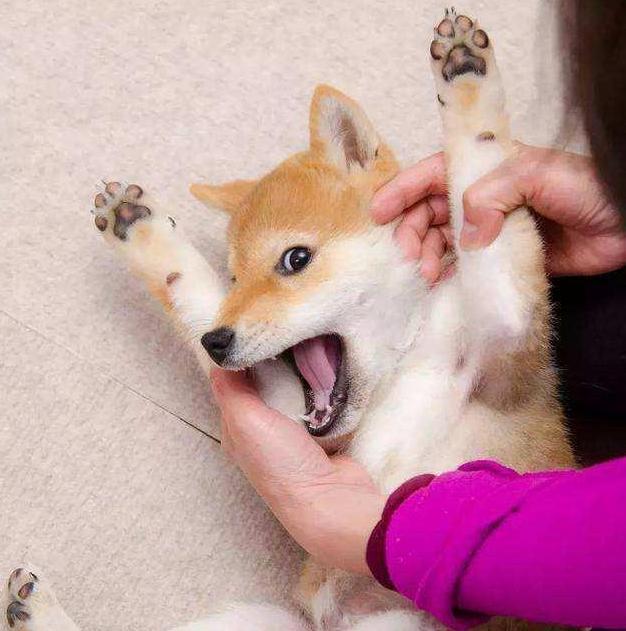 When you touch your dog's paw, this is what it means in its eyes - iNEWS
