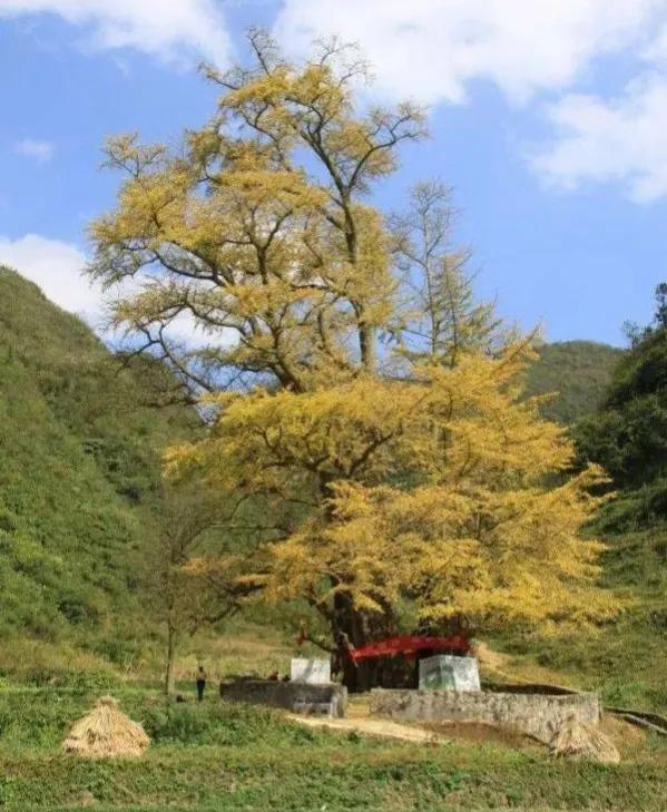 The oldest tree in China has witnessed five thousand years of China - iNEWS