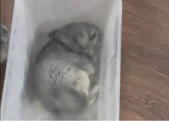 The chinchilla's bath turned out to be "dry cleaning", why can't it be ...