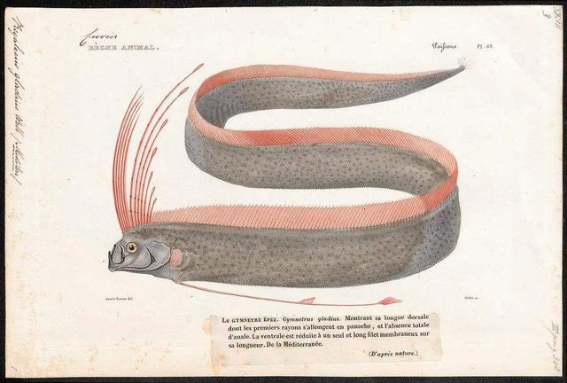 A strange phenomenon in Japan, two "earthquake fish" appeared in the ...