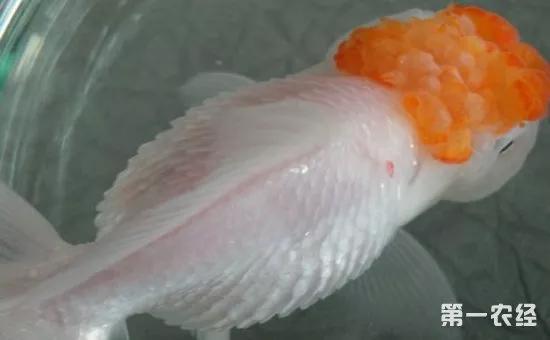 I cured koi fried scales (vertical scales, vertical scales) disease in ...