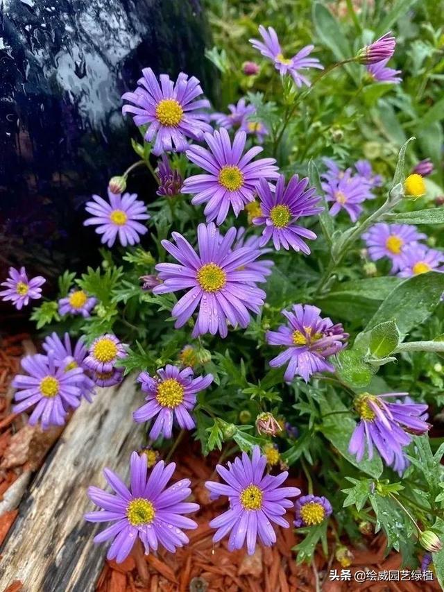 A lazy flower suitable for "low-cost", it can live in the soil, and it ...