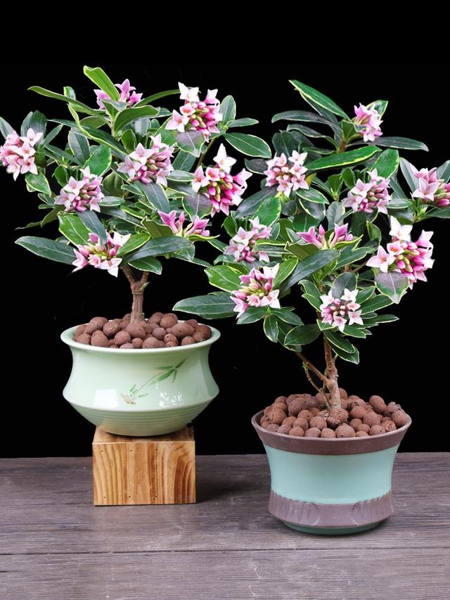 7 kinds of rich and noble flowers, the colder they are, the more they ...