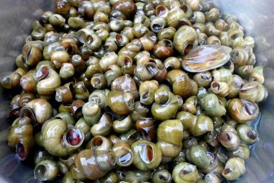 Delicious Fried Escargot - iNEWS