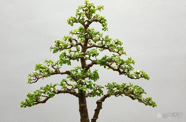 How to raise golden branches and jade leaves to bloom?3 tips for easy ...