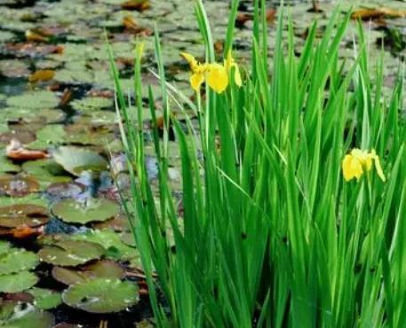 Do you hang a calamus at your door on the Dragon Boat Festival? - iNEWS