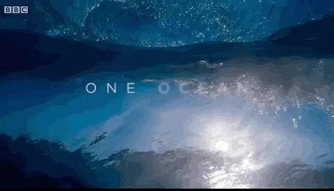 Let the baby walruses have a home - the movie "Blue Planet Season 2 ...