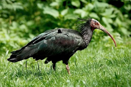 A real-life Ghibli movie, doing something cool for his bird - iNEWS