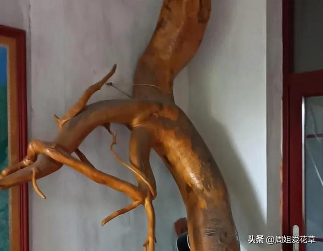 giant root carving - iNEWS