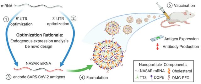 Rational design of UTR for efficient expression of SARS-CoV-2 antigens ...