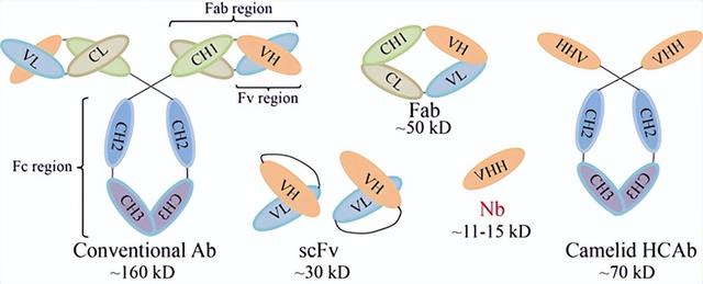 Discovery and Structural Characteristics of Nanobodies - iNEWS