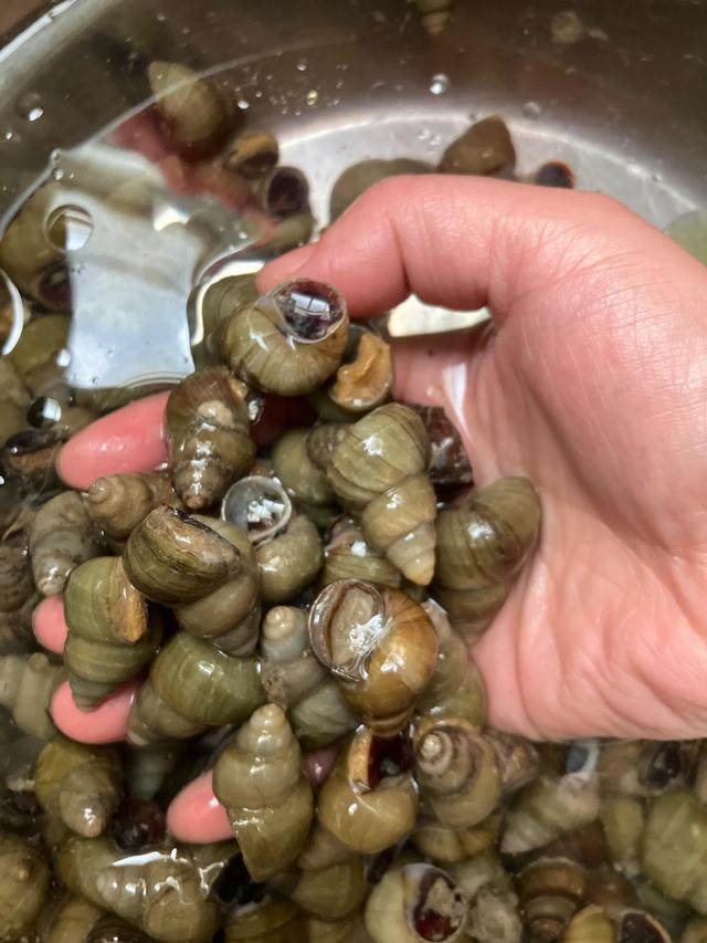 The snails are fat and delicious, you will regret it if you don't eat ...