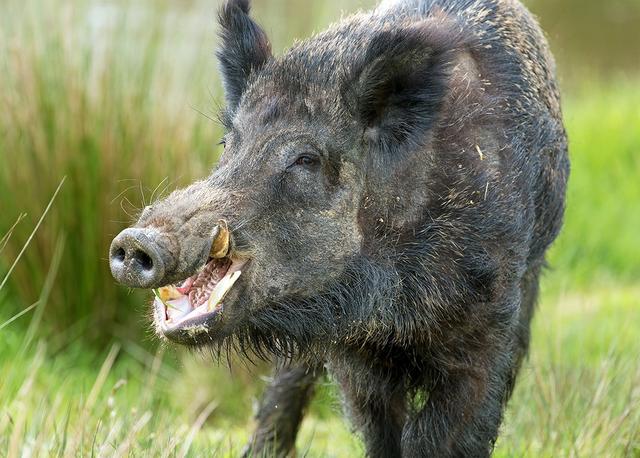 How did the ranking of "one pig, two bears and three tigers" come about ...