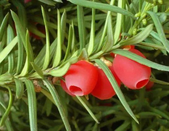 More than 3,000 wild yew trees were found in Jiangxi, and the trees are ...