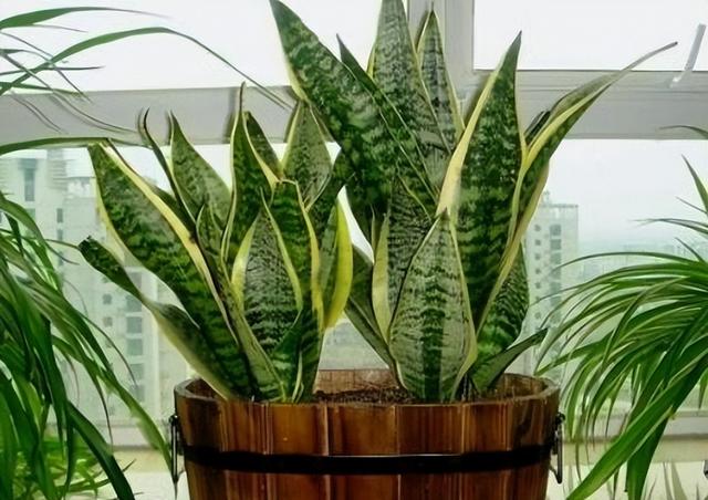 Tiger Pilan is not tall, it is better to pour "it" in the pot, the ...