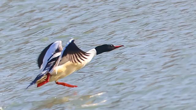 "Shanxi Birds Illustrated Book" - iNEWS