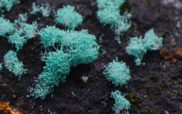 The slime mold with no brain, but with amazing intelligence, was once ...