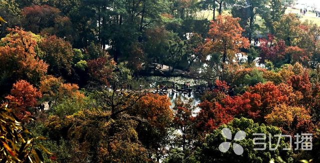 Appreciating red maples in Tianping Mountain, you should pay attention ...