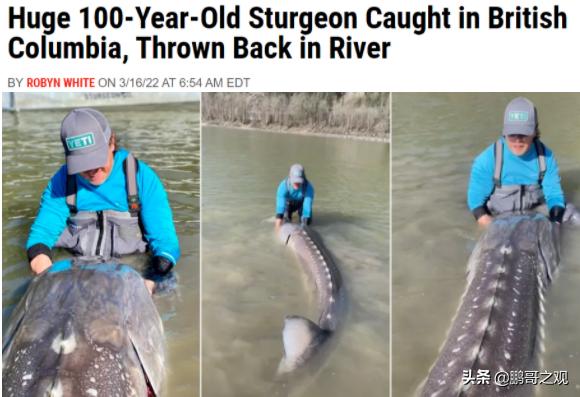Canadian man grabs 3-meter giant monster with bare hands, weighing 544 ...