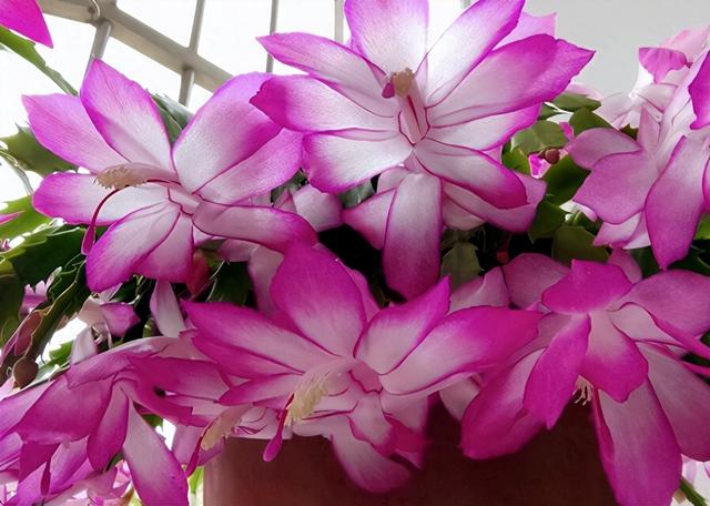 An old gardener tells you that 6 kinds of wealthy flowers are the most ...