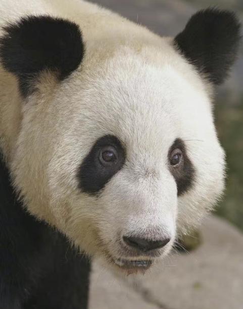How long is the journey home for giant panda YY - iNEWS