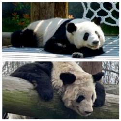 Panda "Yaya" returns to China and detonates hot searches! After 20 ...