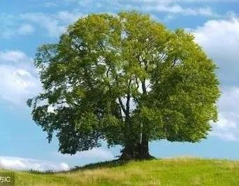 Beech tree is a precious hard-leaved broad-leaved tree species and ...