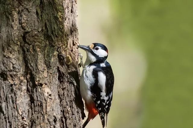 The "bird design" collapsed, pecking the big tree full of holes but not catching insects, why ...