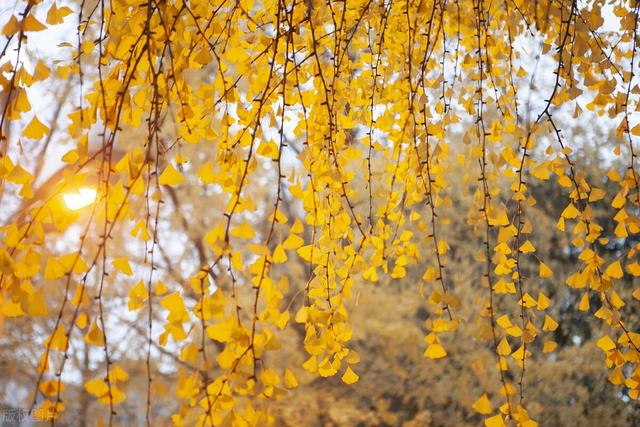 7 will die! Ginkgo biloba is poisonous, why is it planted all over the ...