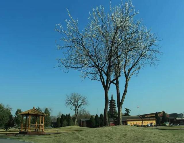 The beautiful and solemn Zhengding Linji Temple - iNEWS