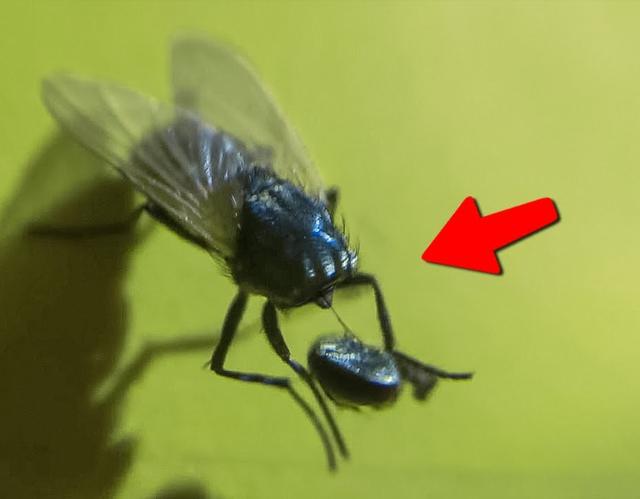 Is it bad to keep your head?Why do flies often rub their heads off by ...