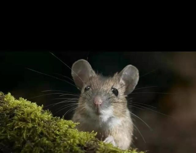 "Nature Quest" No. 4, the drowning mouse - iNEWS