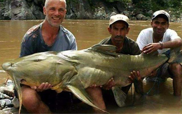 India's Ganges catfish is as fat as a pig, two meters long and weighs a ...