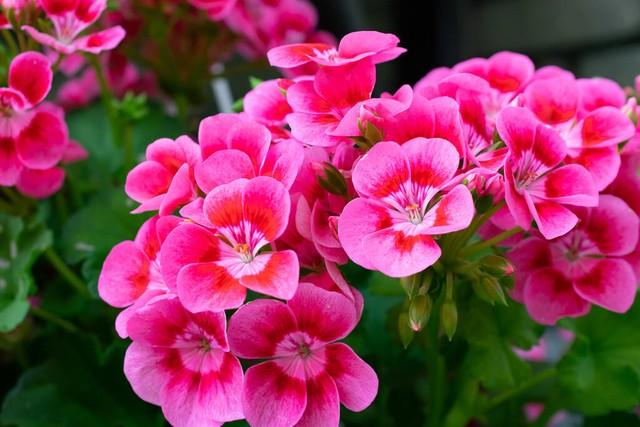Prose: The rain in the dream of geranium‖Geranium pictures to share - iNEWS