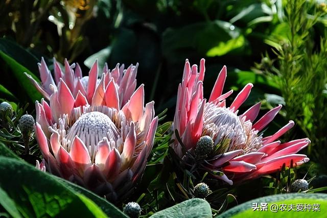 It is the "giant king" of flowers, one flower and one washbasin ...
