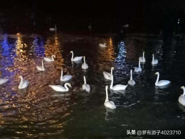 The swans start a "conversation" - iNEWS