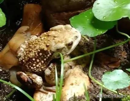 Toad grass of "sacred grass" - iNEWS